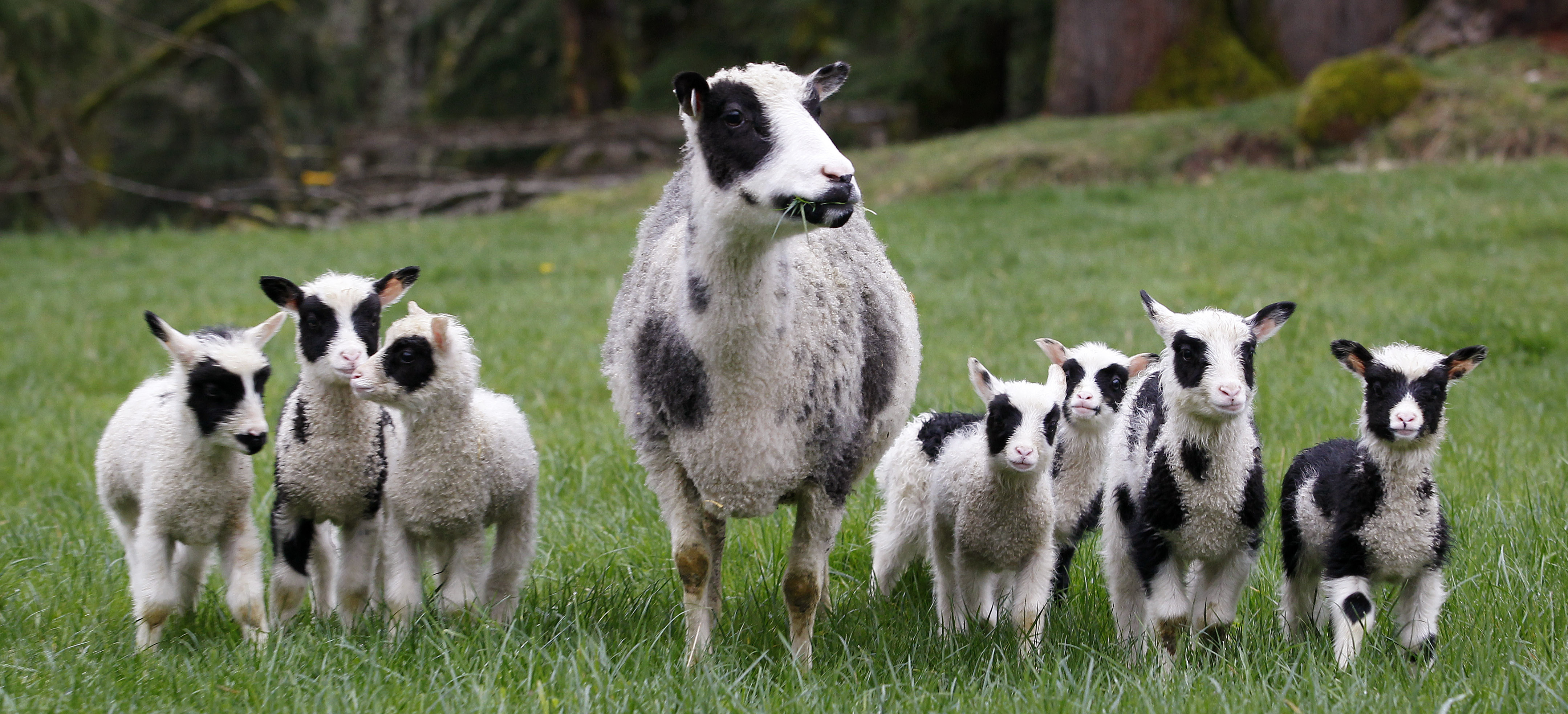 Photo: Little lambs all lined up | The Spokesman-Review