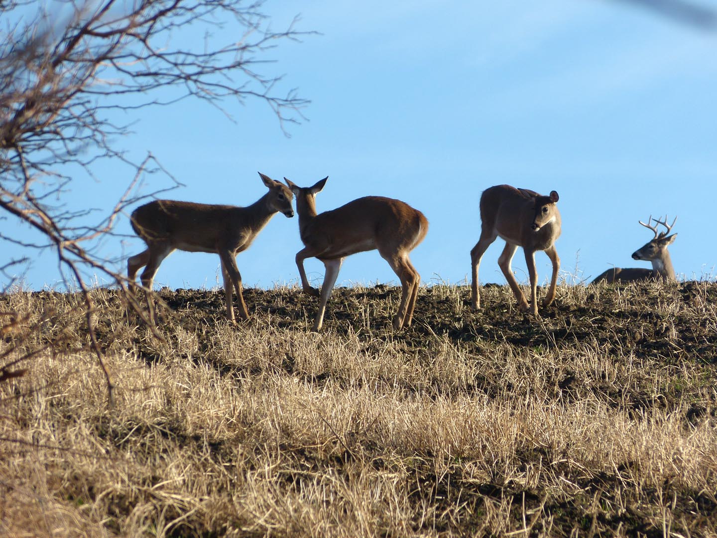 Bucks won't be standing around this weekend