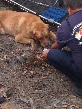 14-year-old suspect arrested for dog abuse