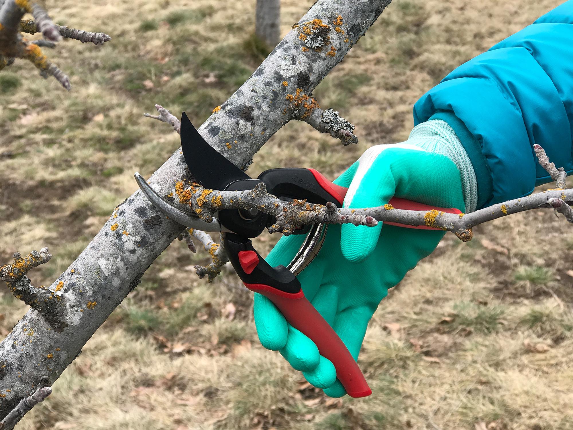 In the Garden: Pruning not that difficult, if you allow the plant to ...