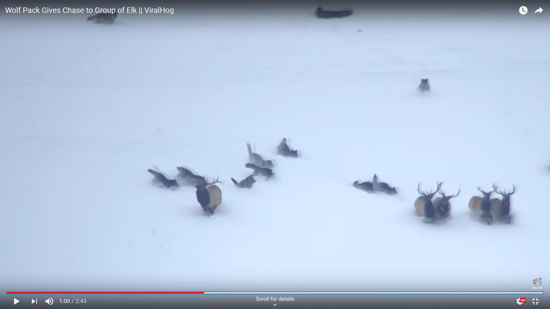 Yellowstone wolves flounder in snow while hunting elk | The Spokesman ...