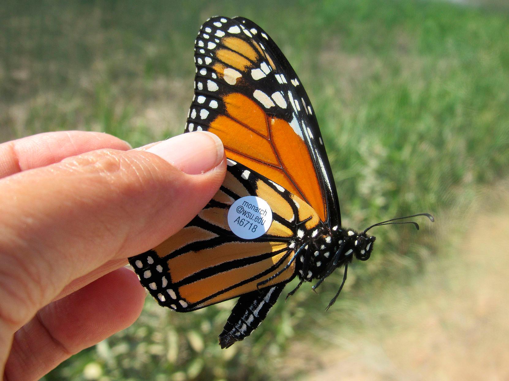 Where Have All The Butterflies Gone Monarch Butterflies All But Vanish Where Have All The Butterflies Gone Monarch Butterflies All But Vanish