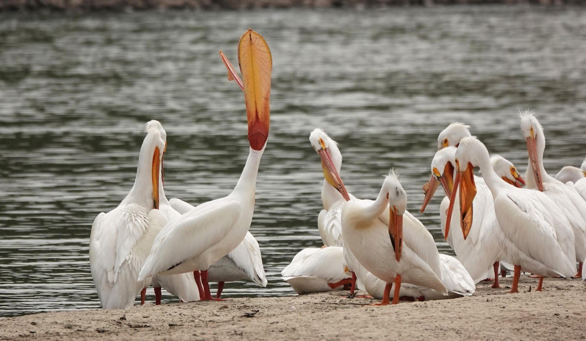 Cool Critters: Goofy on land, graceful in the air, the American white ...