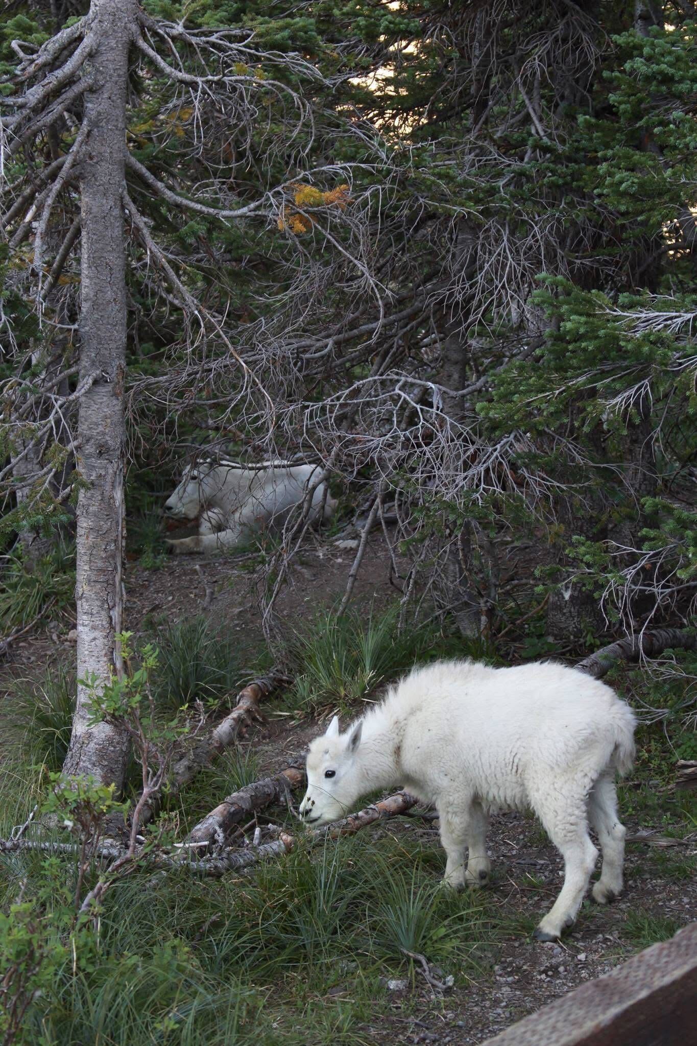 Ask Dr. Universe: Spring births help animals survive and thrive